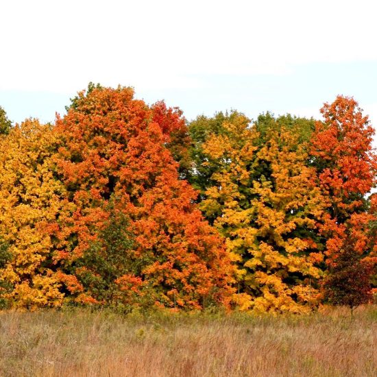 7 Spots To Marvel At Fall Colors In Detroit & Around Michigan | Detroitisit