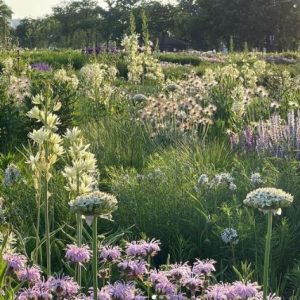 5 Greatest Detroit Gardens To Visit This Summer | Detroitisit